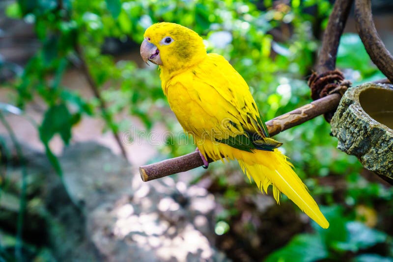 Yellow parrot stock image. Image of branch, species - 254792253
