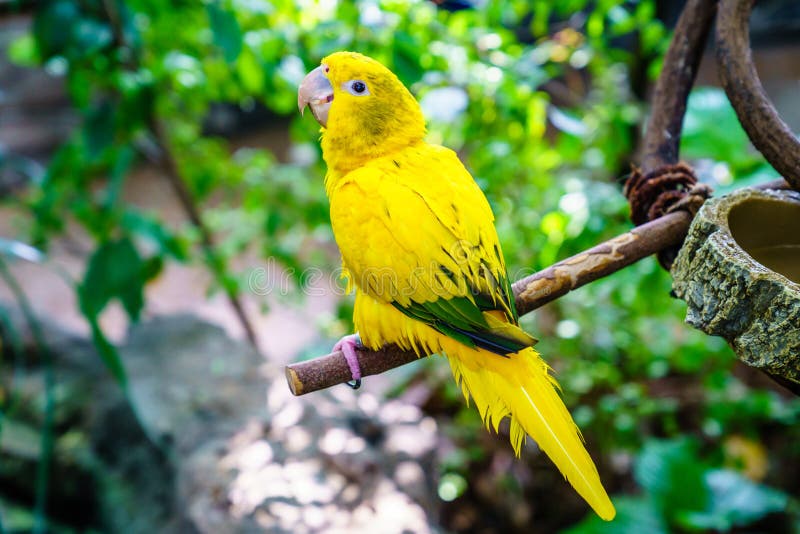 Yellow parrot stock image. Image of tropical, conure - 255828163