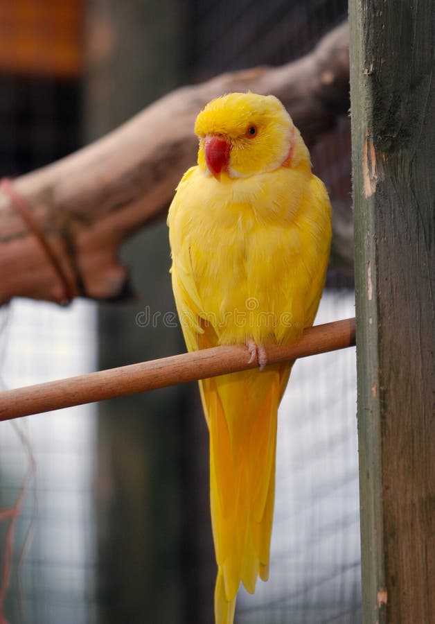 Yellow parrot stock photo. Image of vivid, looking, details - 33126054
