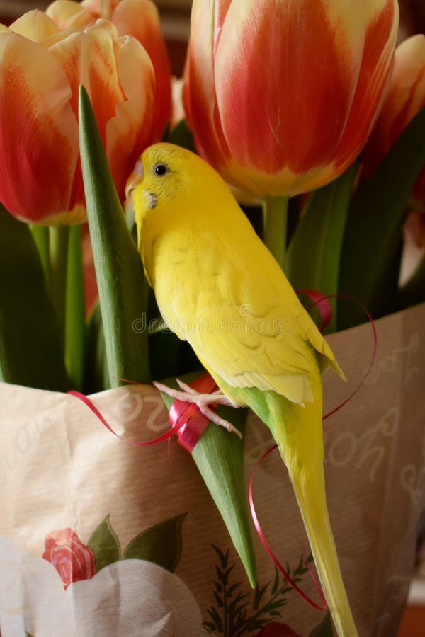 Yellow Parrot Sits on a Bouquet of Tulips Stock Photo - Image of bright ...