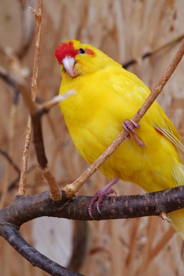 Yellow Parrot Sits on a Branch in an Aviary Stock Photo - Image of ...