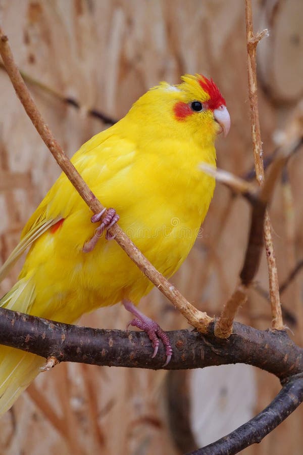 Yellow Parrot Sits on a Branch in an Aviary Stock Photo - Image of beak ...