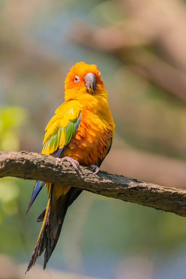 Yellow parrot stock photo. Image of feather, alone, focus - 36460924
