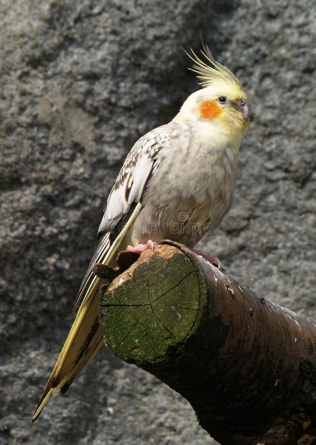 Yellow parrot stock photo. Image of sitting, yellow, animal - 37130280