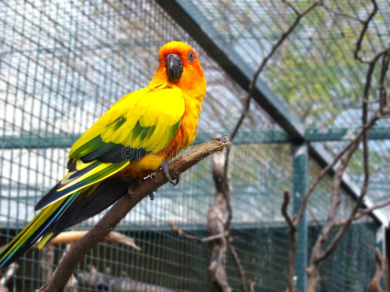 Yellow parrot stock photo. Image of parrot, tree, birds - 51790256
