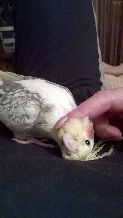 Scratching parrots stock photo. Image of type, love - 113934788