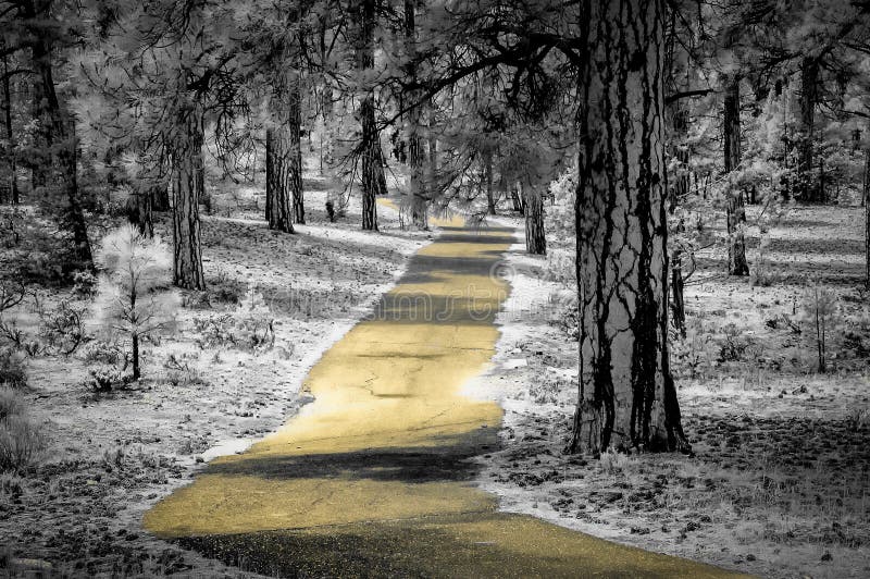 Yellow Path Along the Grand Canyon in Infrared Stock Photo - Image of ...