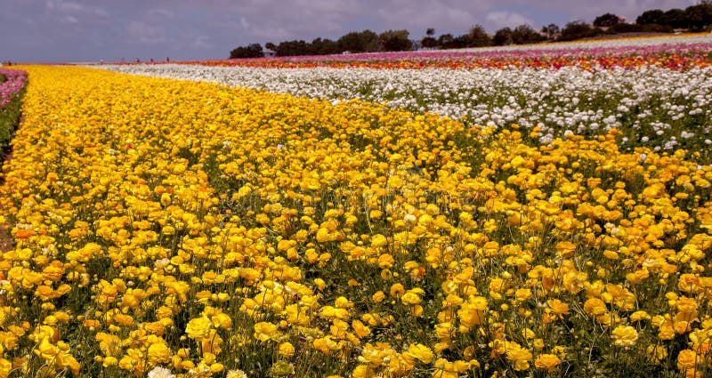 Yellow path of flowers stock photo. Image of carlsbad - 39565008