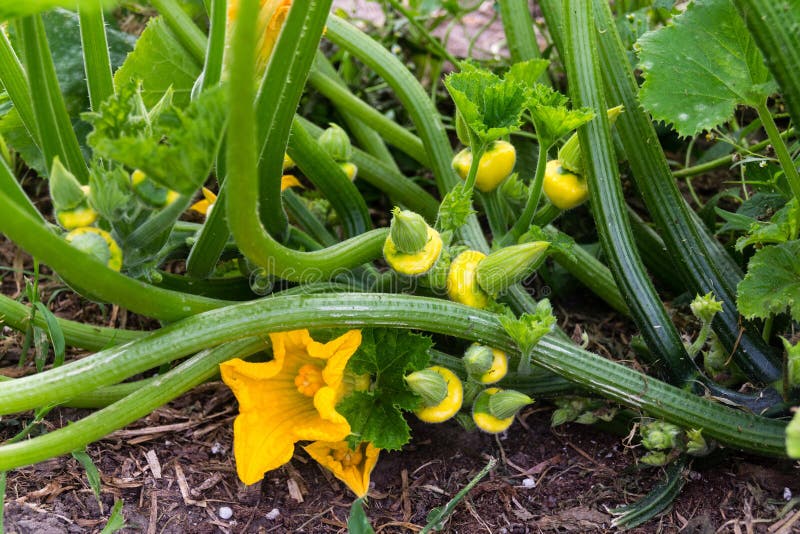 Pattypan squash growing stock image. Image of growing - 123999679