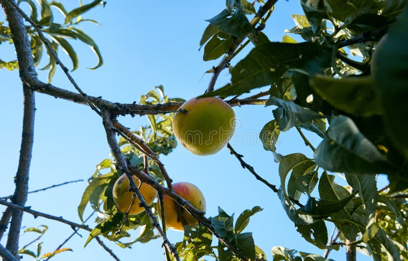 Yellow peach on the tree stock image. Image of health - 158978383