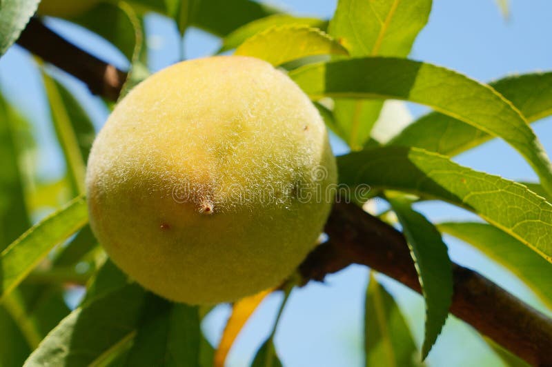 Yellow peach on tree stock image. Image of closeup, healthy - 41076279