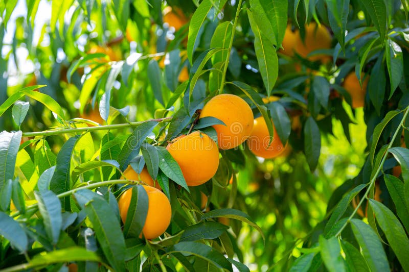Yellow Peaches on Trees at Fruit Plantation Stock Image - Image of ...