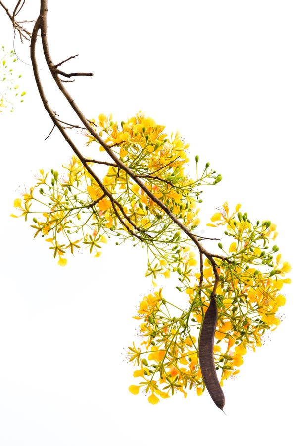 Yellow Peacock Flower Tree, Caesalpinia Pulcherrima F. Flava Stock ...