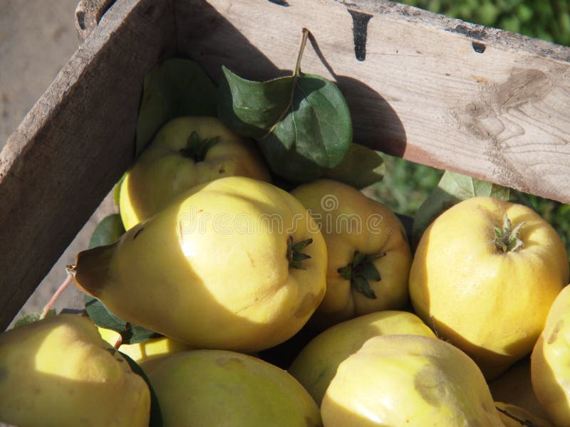 Yellow pear stock photo. Image of autumn, wooden, leaf - 34123394