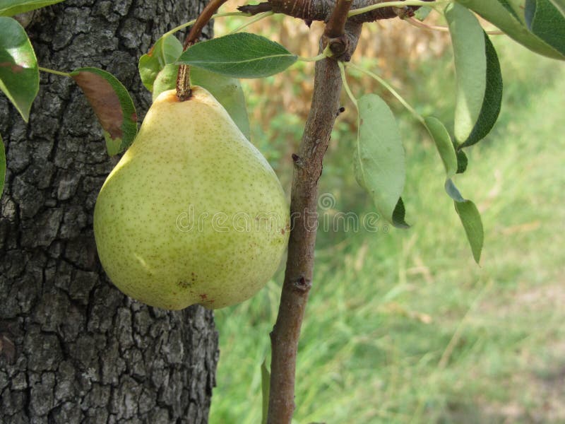 Yellow Pear Hanging on a Growing Pear Tree . Tuscany, Italy Stock Image ...