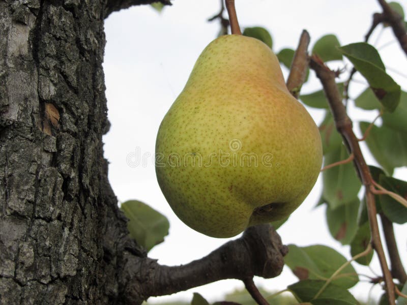 Ripe Yellow Pears Hanging on a Growing Pear Tree . Tuscany, Italy Stock ...