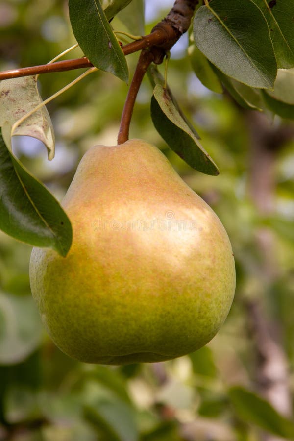 A Yellow Pear on a Tree Branch. Photographed on a Bright Sunny Day ...