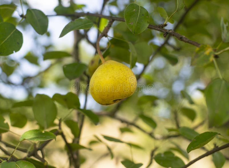 Yellow Pear on Tree in Late Summer Day Stock Image - Image of orchard ...