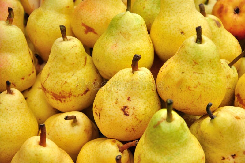 Yellow pears. stock image. Image of agriculture, healthy - 14705337