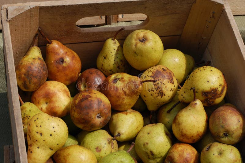 Yellow Pears stock photo. Image of dinner, sweet, crisp - 20996892