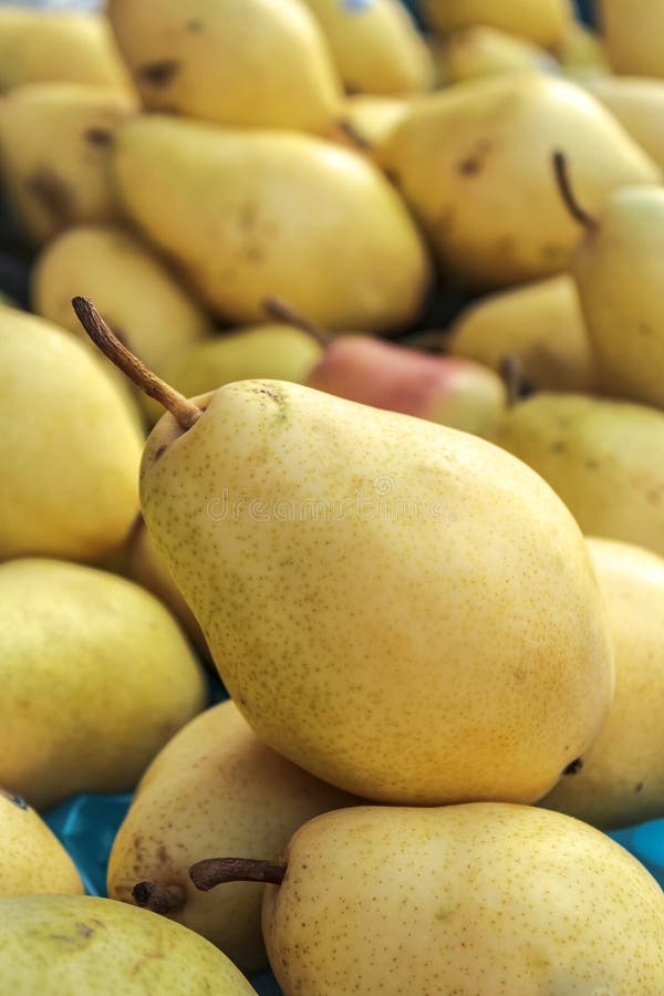 Yellow pears stock photo. Image of crop, fresh, garden - 37562642