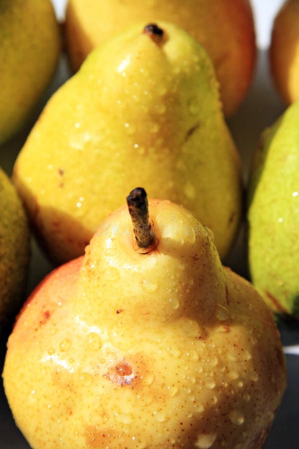Yellow pears stock image. Image of plant, mildew, selection - 39720175