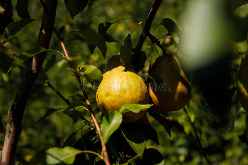Yellow Pears Hanging on Branches of Pear-tree in Summer Orchard Stock ...