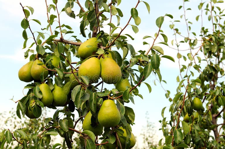15,885 Pears Tree Stock Photos - Free & Royalty-Free Stock Photos from ...