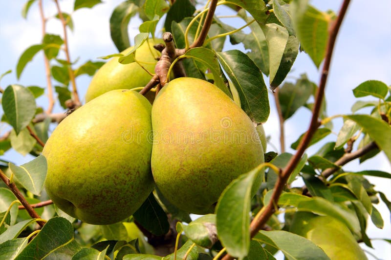 Yellow pears on pear tree stock image. Image of pears - 21001131