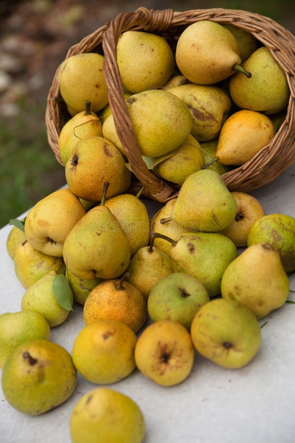 Yellow Pears on White Table Stock Image - Image of outdoors, sweet ...