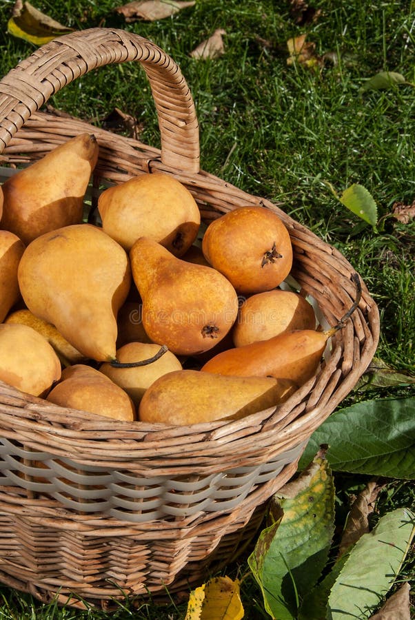 Yellow pears stock image. Image of farm, season, fresh - 34319389