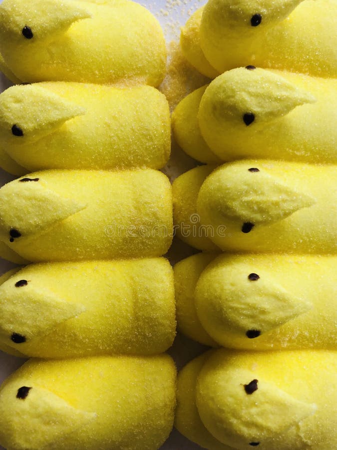 Yellow peeps editorial photo. Image of background, spring - 179236566