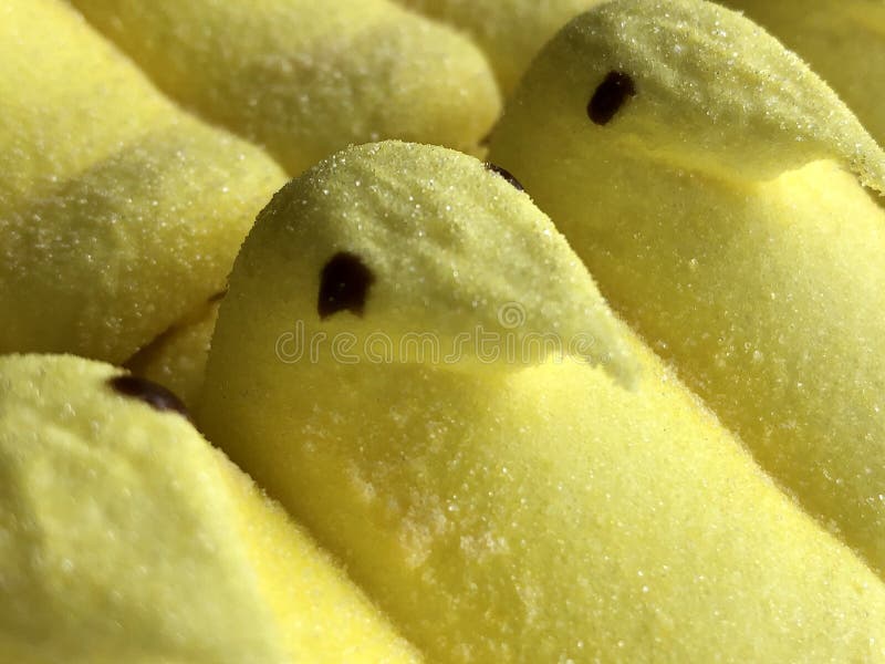 Yellow peeps editorial image. Image of beak, colorful - 179236565