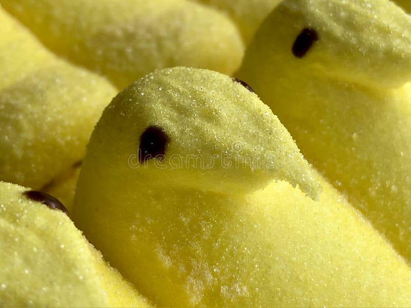 Yellow peeps editorial image. Image of color, cute, sugar - 179236595