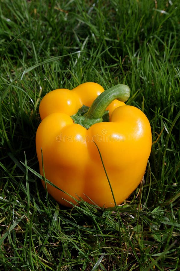 Yellow Pepper Halved stock photo. Image of stilllife - 38898668