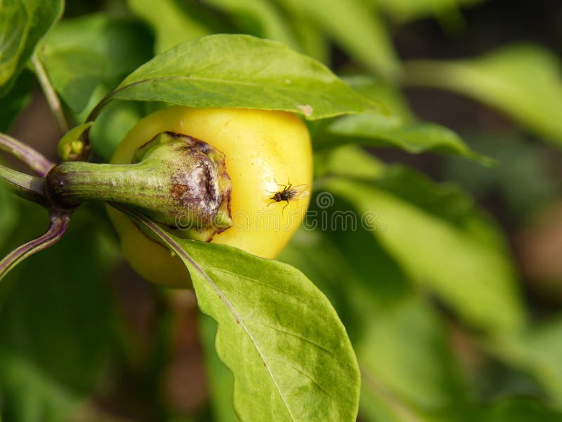 Yellow Pepper with Fly in the Garden. Closeup Stock Photo - Image of ...