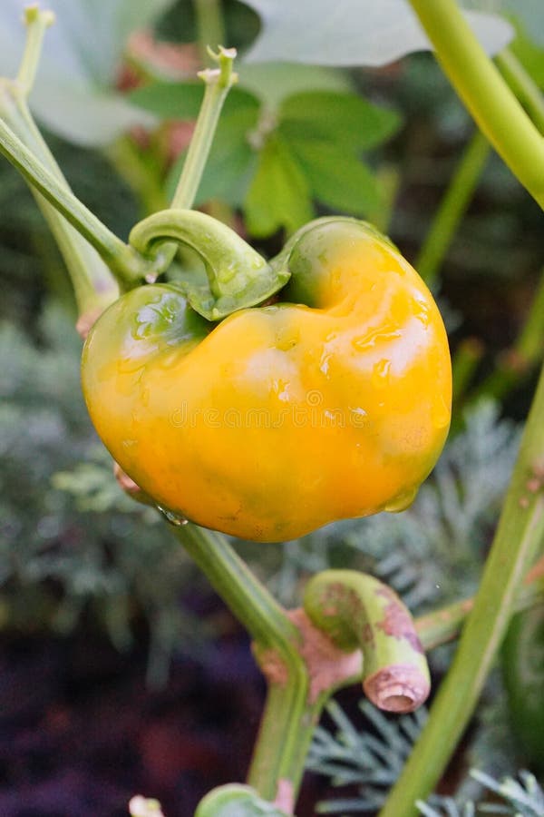 Yellow pepper stock photo. Image of clipping, orange - 52172084