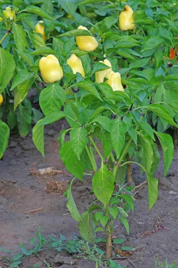 Yellow pepper plant stock photo. Image of freshness, color - 26219542