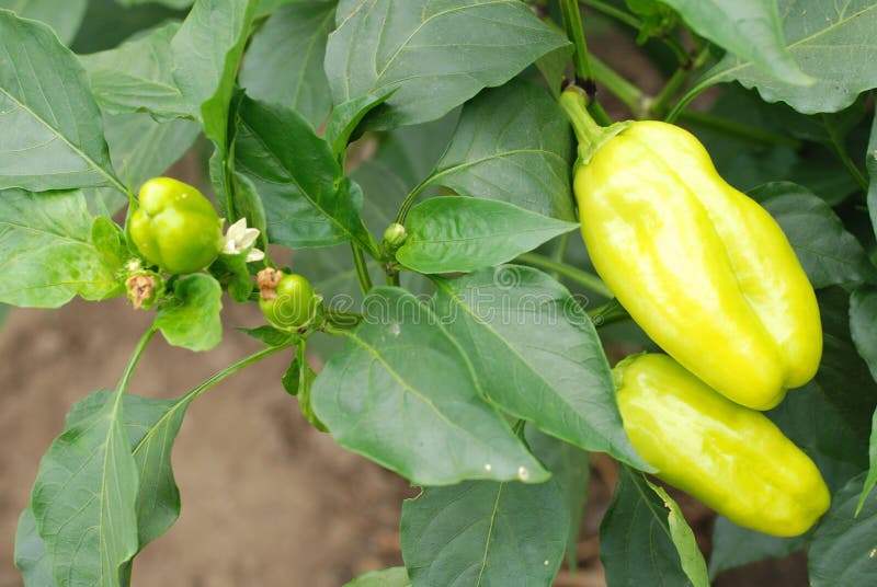 Yellow peppers stock photo. Image of produce, green, yellow - 26090342