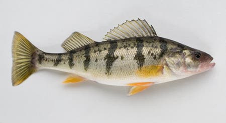 Yellow Perch stock image. Image of great, bait, green - 9067803