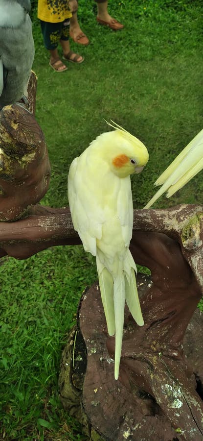 Perrot, bird, natural stock image. Image of food, bird - 187779333