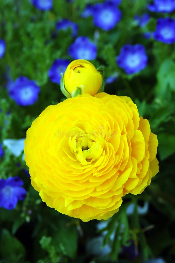 Yellow Persian Buttercup Flower Ranunculus Asiatic Stock Photo - Image ...