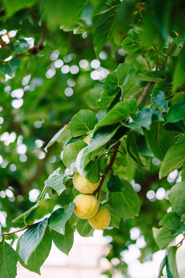 Yellow Persimmon Fruit on a Tree Branch. Stock Photo - Image of leaves ...
