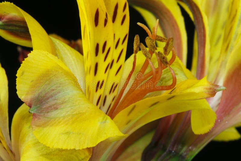 Yellow Peruvian lily stock image. Image of space, bunch - 88788977