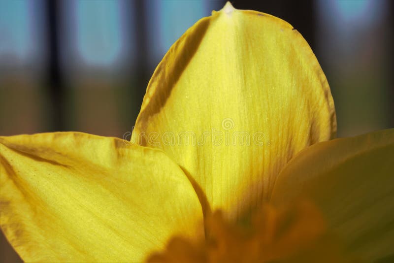 Yellow petal flower stock image. Image of rose, flowee - 143051171