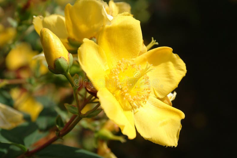 Yellow petals flower stock image. Image of botany, petal - 620069