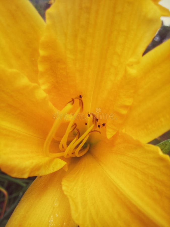 Inside View a Large Yellow Lily Flower and Small Black Insects Stock ...
