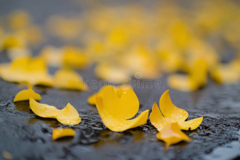 Yellow Petals Scattered Wet Pavement Rainfall Springtime Urban Setting ...