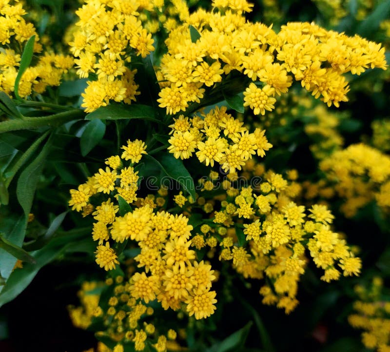 Yellow Peyals Stock Photos - Free & Royalty-Free Stock Photos from ...