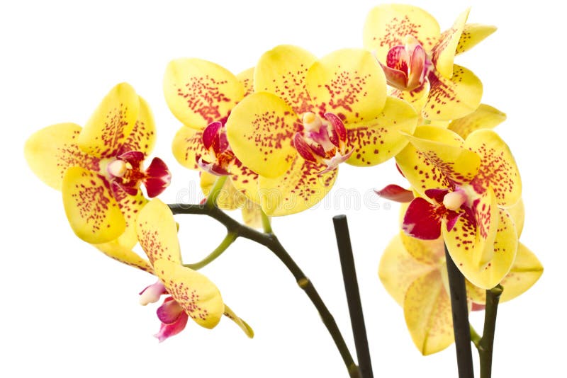 Yellow phalaenopsis stock photo. Image of botanical, macro - 22199910